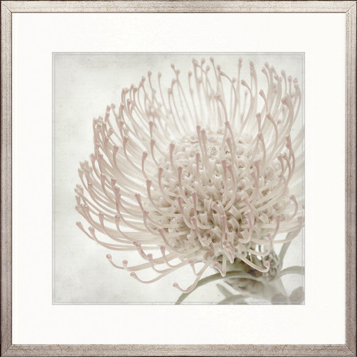 Protea Beauty V | Designer Boys