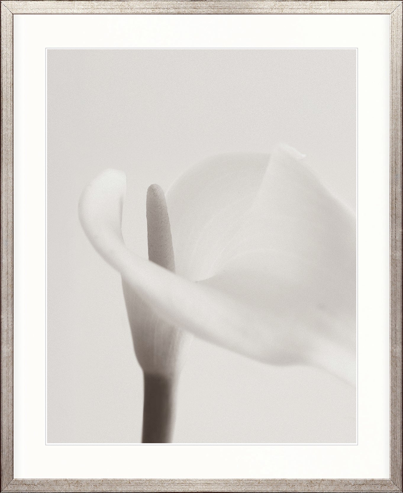 Calla II | Designer Boys