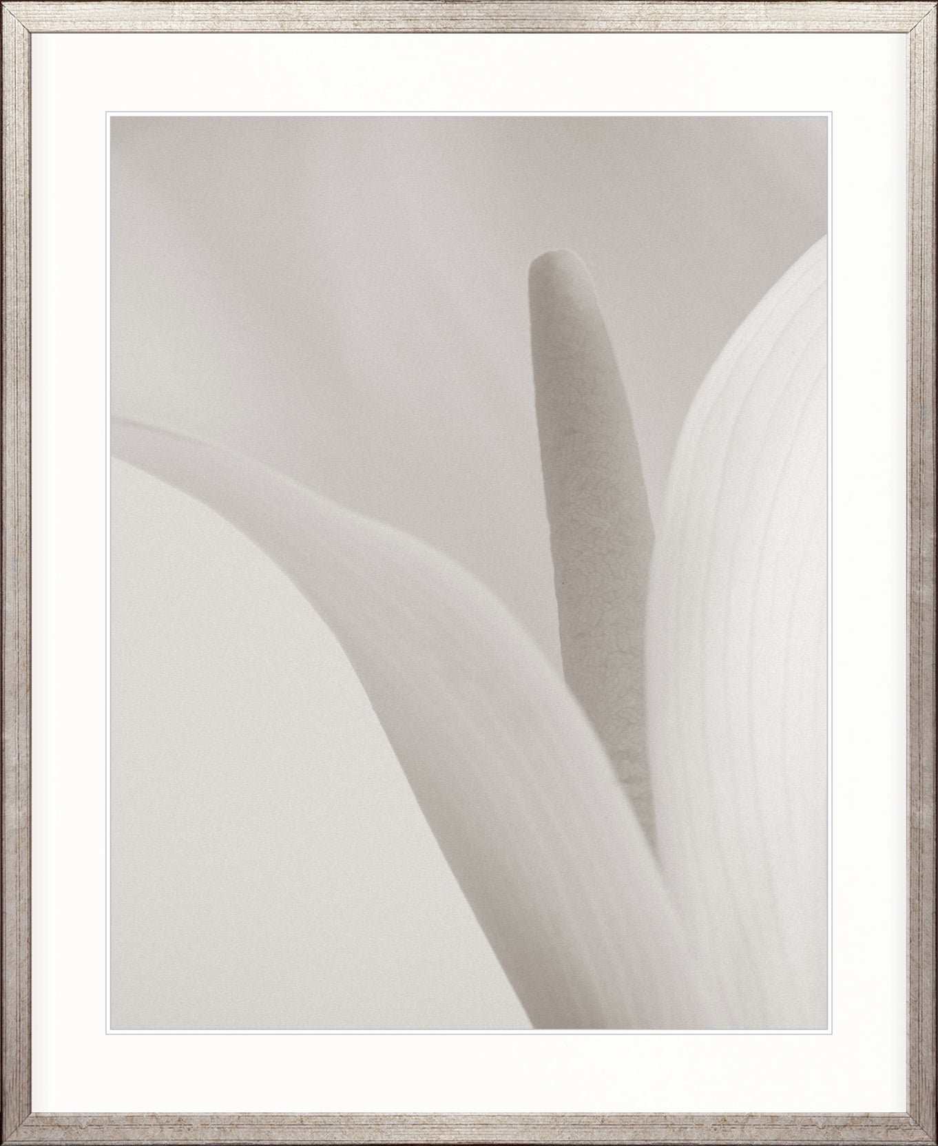 Calla IV | Designer Boys