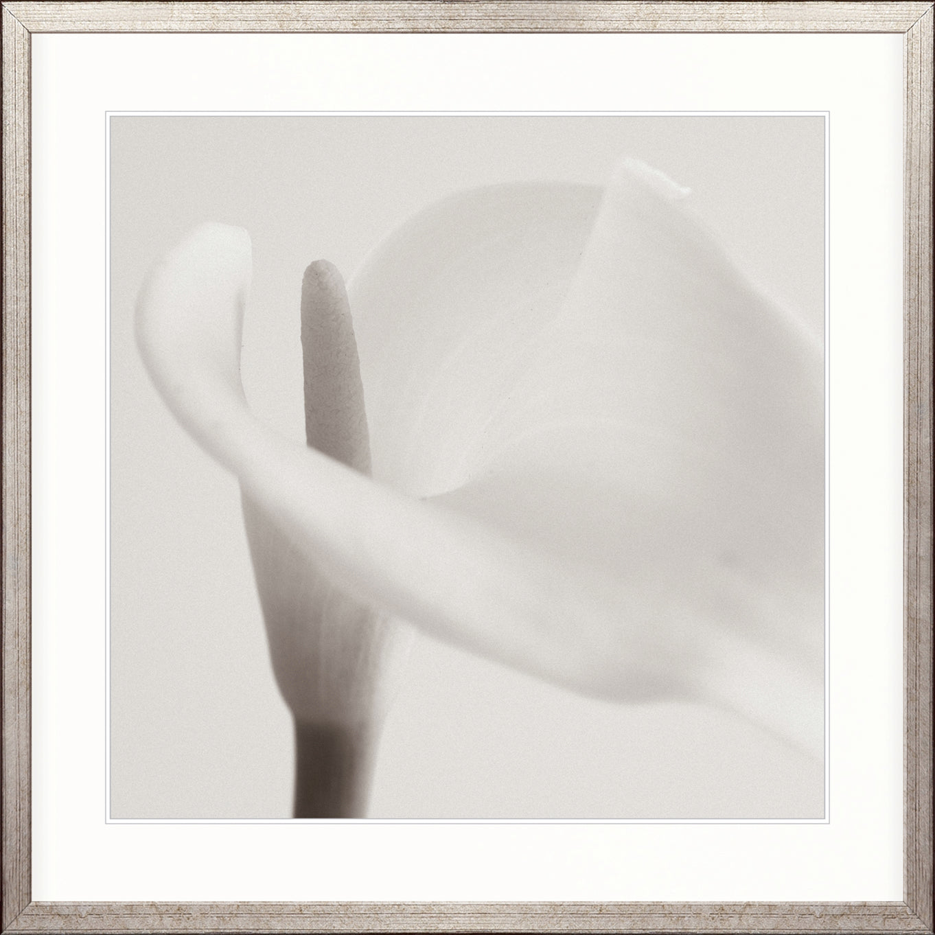 Calla VII | Designer Boys